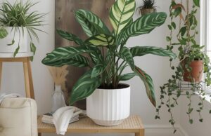 Calathea Burle Marxii Plant: Complete Care Guide for the Fishbone ...